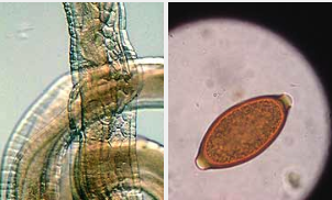 Whipworms | Milan Area Animal Hospital